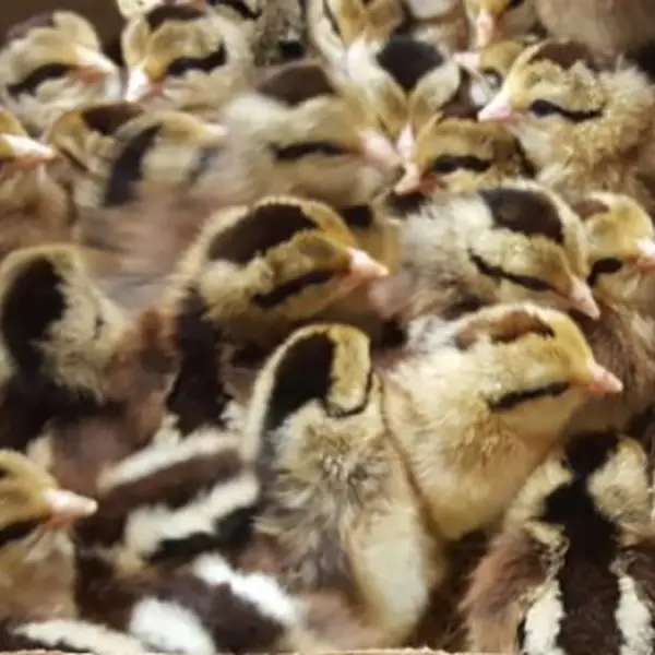 Black Breasted Red Jungle Fowl Standard Old English Chicks - Chicken ...