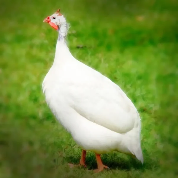 African White Guinea Keets - Chicken Breeds Farm