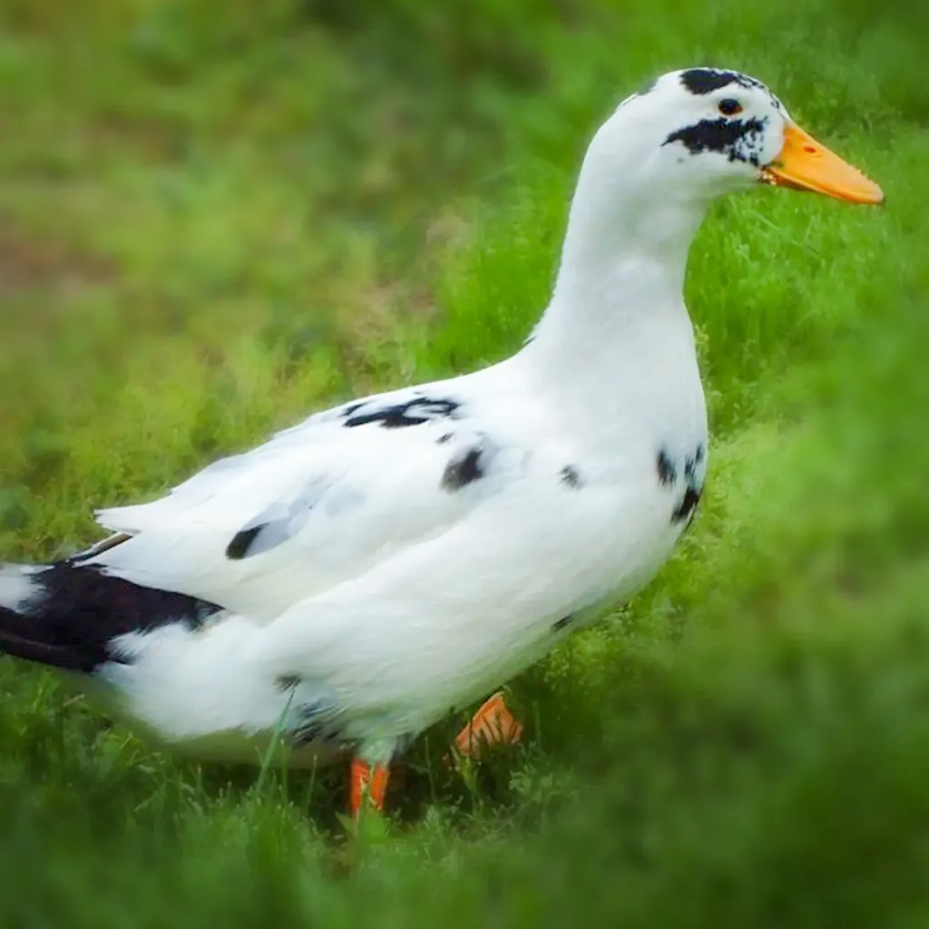 Ancona Ducklings - Chicken Breeds Farm