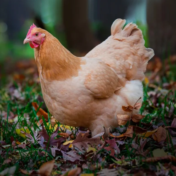 Buff Orpington Started Pullet - Chicken Breeds Farm