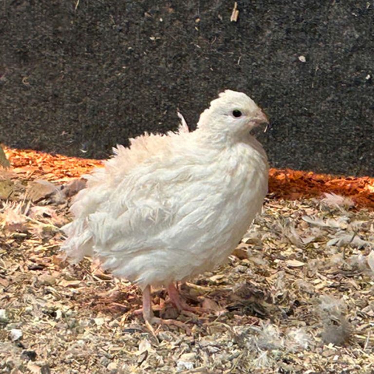 chicken breeds farm - Buy Healthy Chickens Online