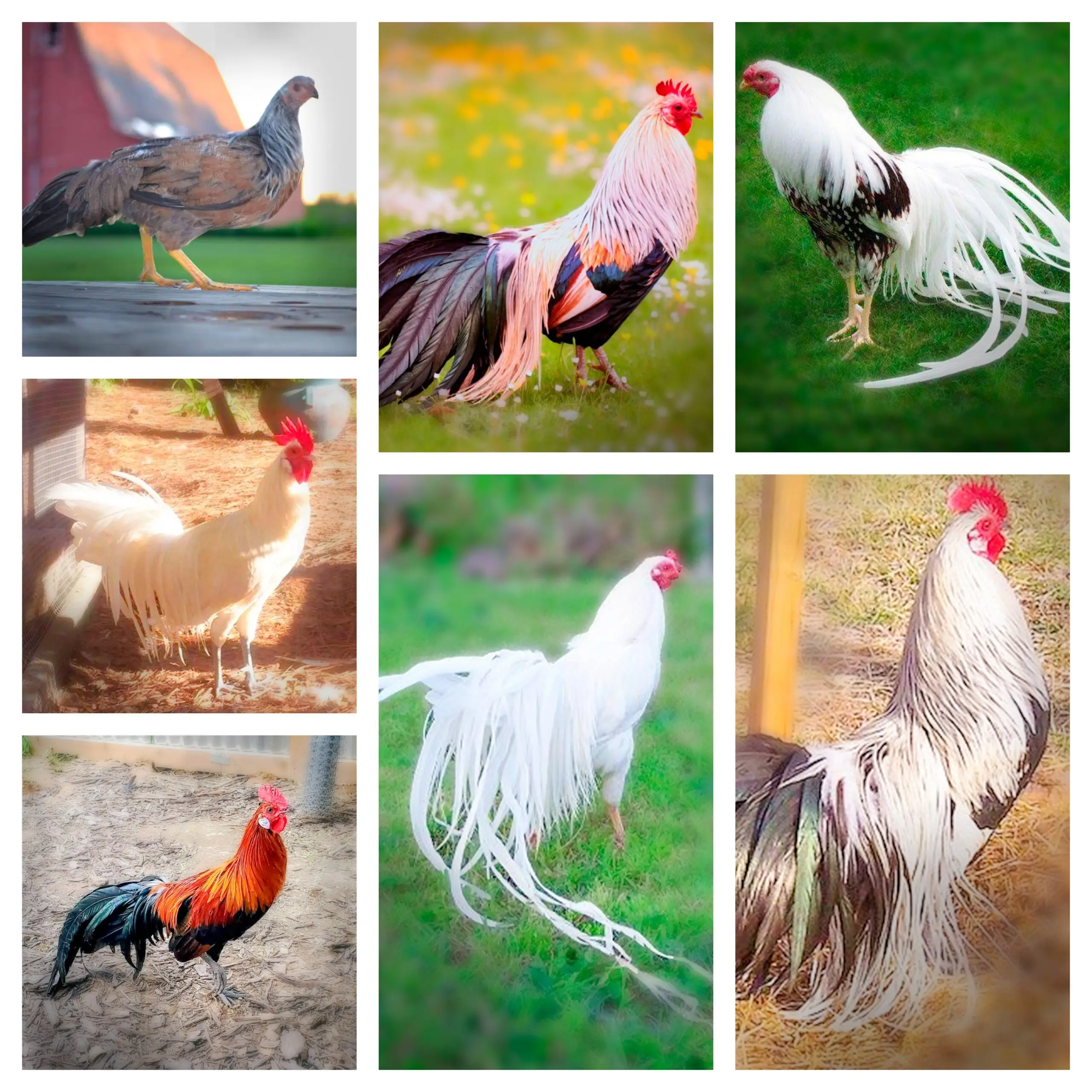 Long Tail Chicks Special - Chicken Breeds Farm