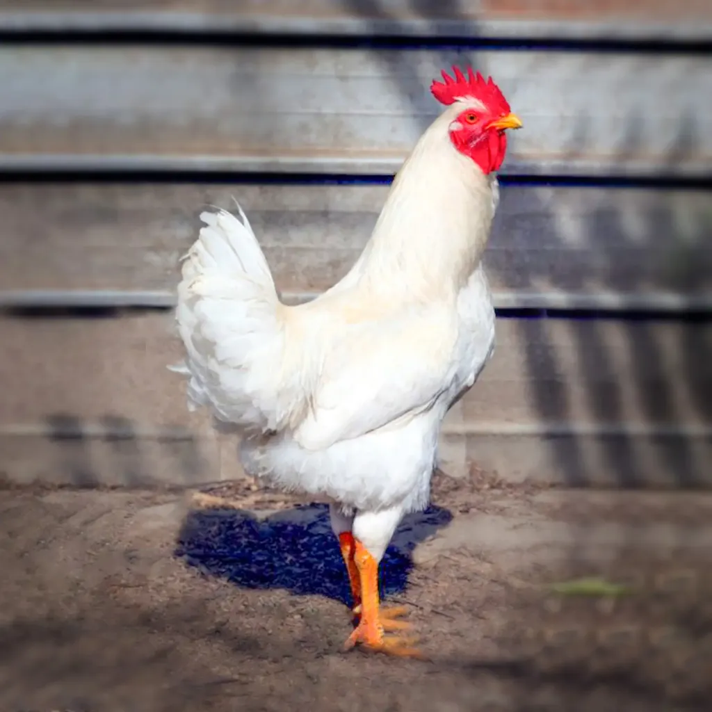 Rhode Island White Chicks - Chicken Breeds Farm