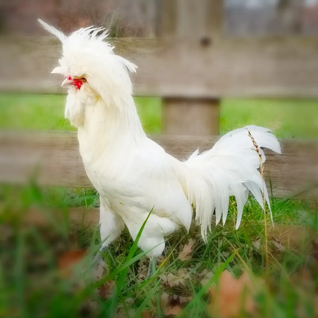 White Polish Chicks - Chicken Breeds Farm