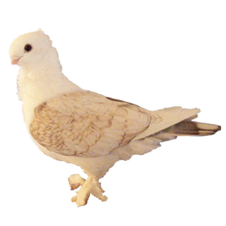 chicken breeds farm - Buy Healthy Chickens Online